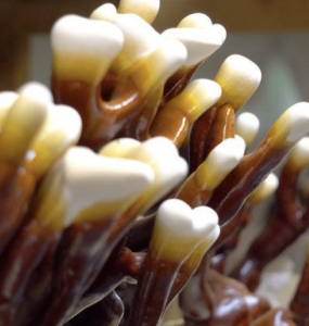 Hifas da Terra: la empresa que descubre los increíbles beneficios de ...