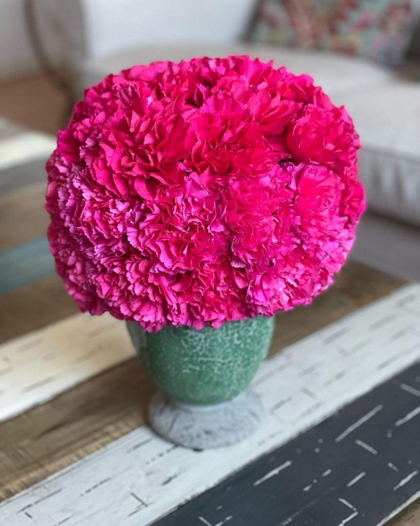 El clavel, flor nacional de nacimiento de enero