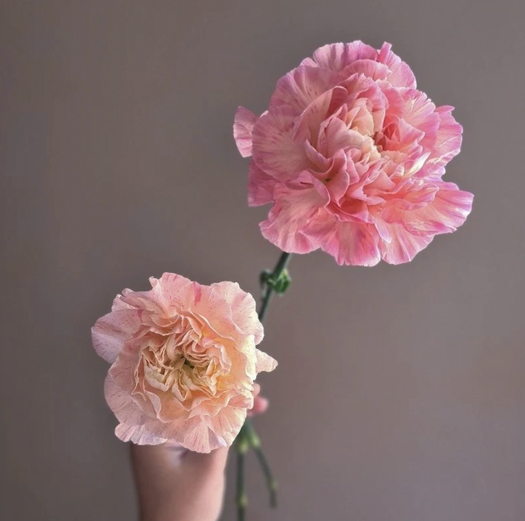 El clavel, flor nacional de nacimiento de enero