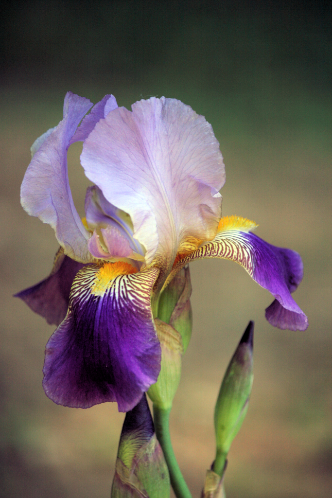 El Iris, flor oficial de febrero y figura mitológica