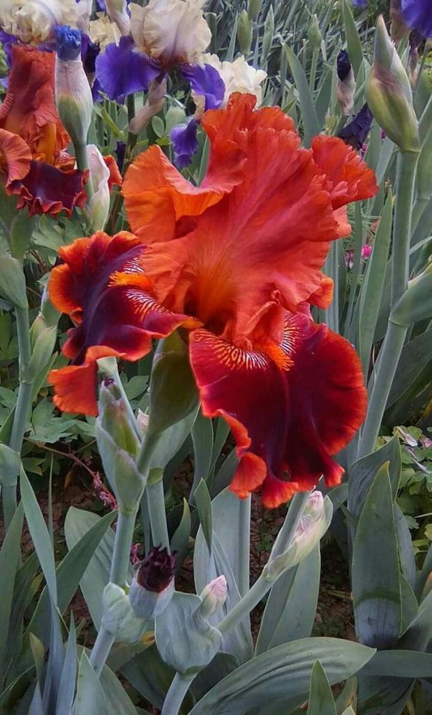 El Iris, flor oficial de febrero y figura mitológica