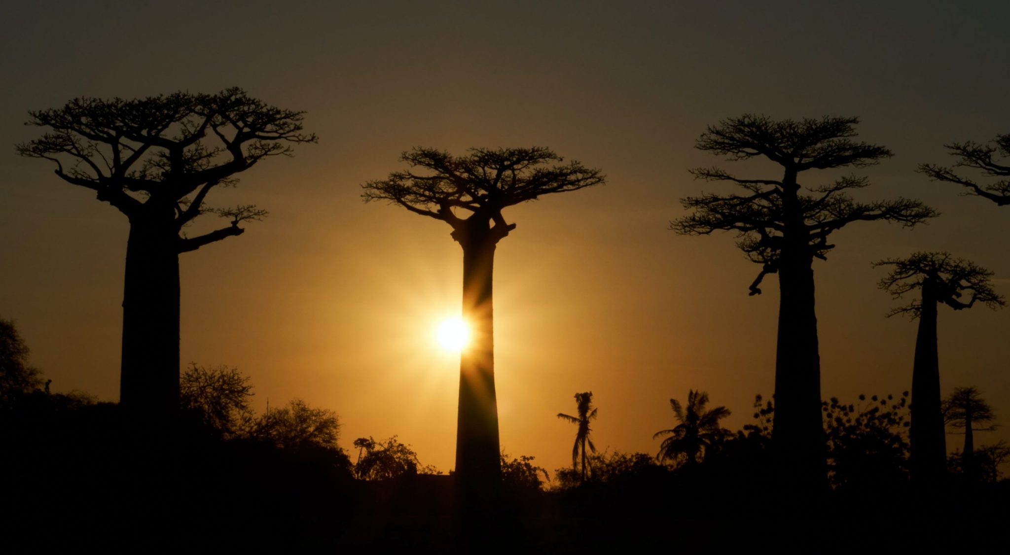 Baobab, el superalimento de la eterna juventud