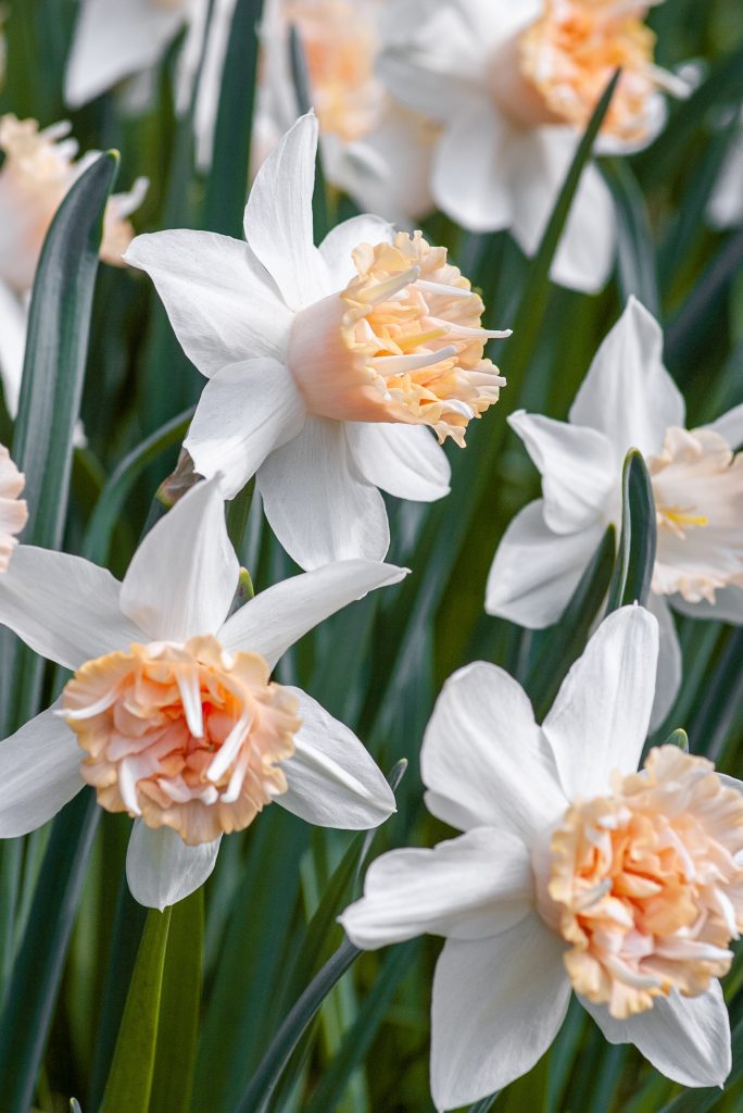 El narciso, flor universal de marzo y exaltación de la belleza
