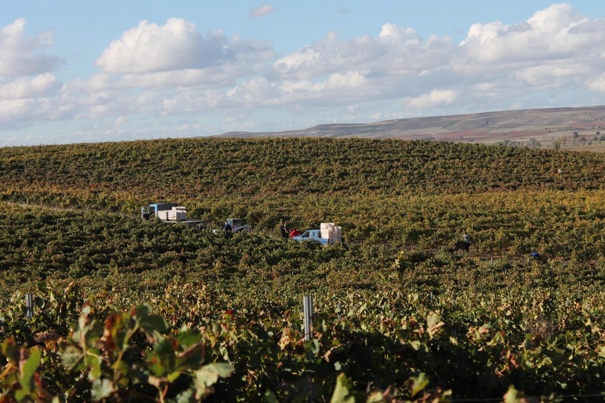 Bodegas Buezo, 23 años en elaborar su primer vino de guarda