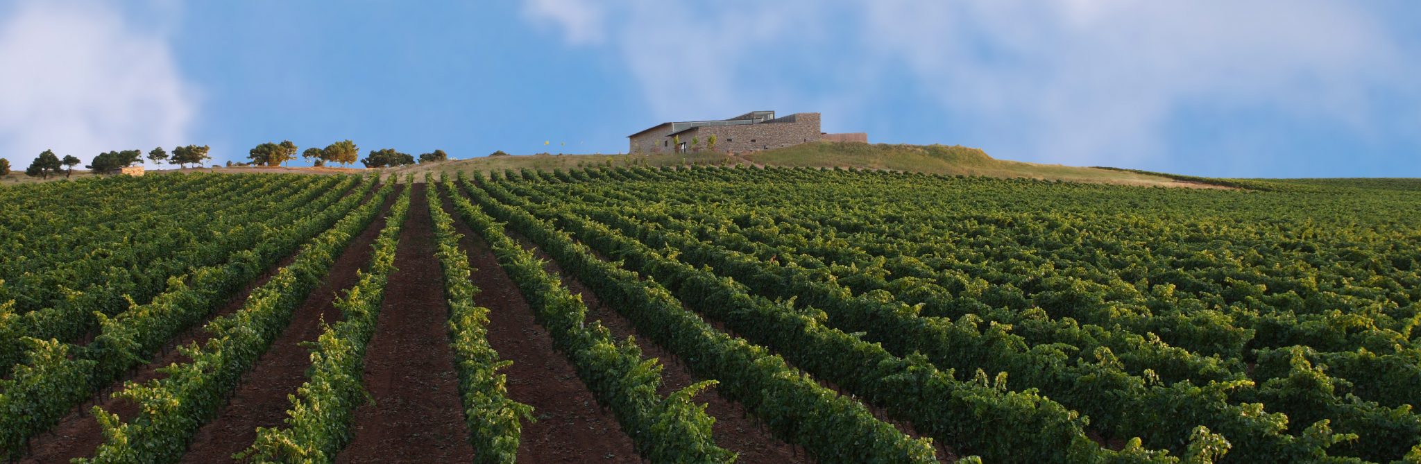 Bodegas Buezo, 23 años en elaborar su primer vino de guarda