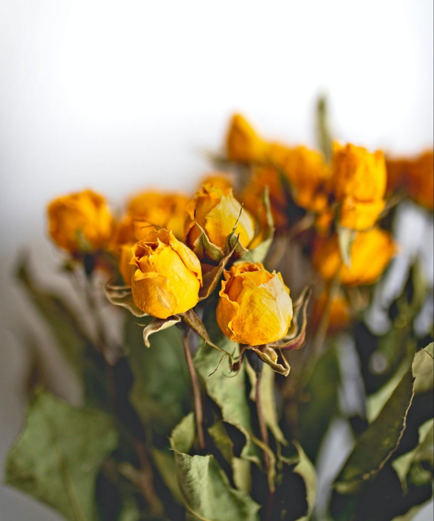 Las rosas, flor de junio, encarnación de la belleza y símbolo del amor