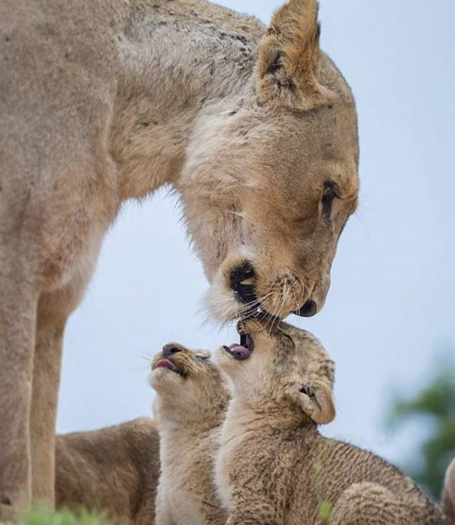 África: El mágico recorrido de Pretoria a las Cataratas Victoria en tren