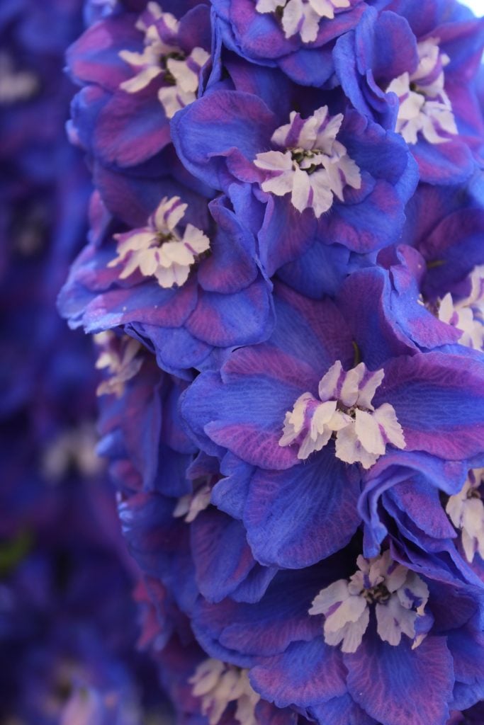 El delphinium, flor del mes de julio capaz de atraer a la música