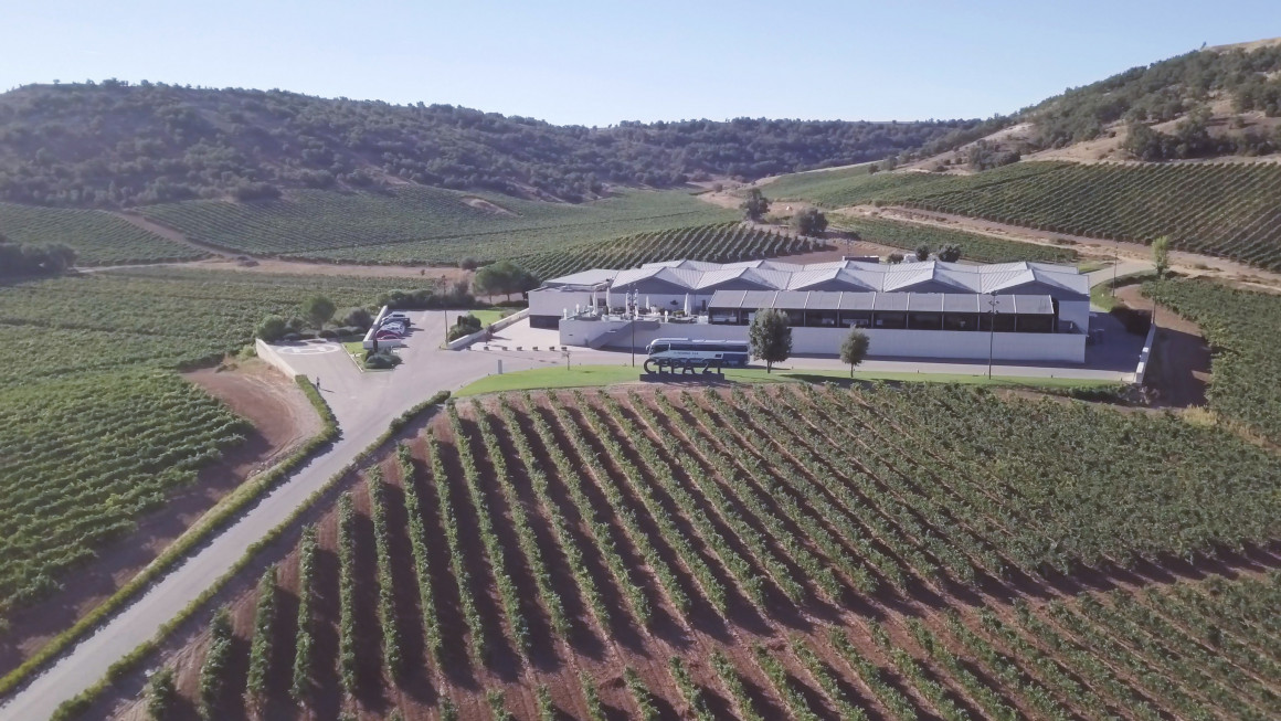 'De la cepa a la copa', vive la vendimia a pie de viña en Bodegas Cepa 21