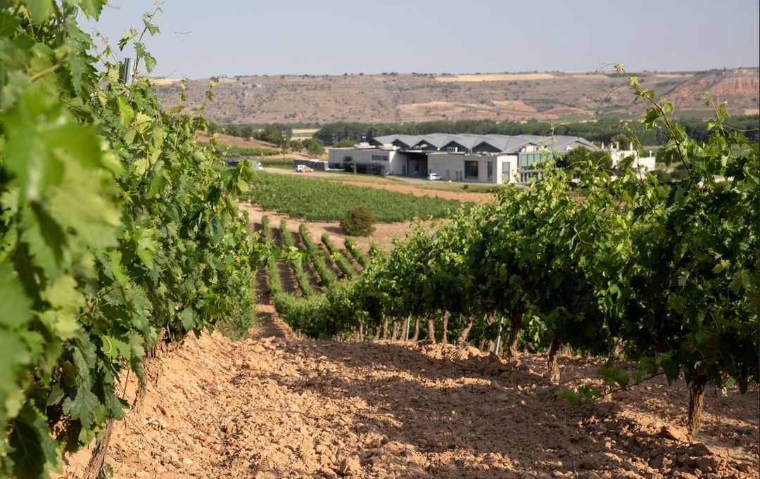 'De la cepa a la copa', vive la vendimia a pie de viña en Bodegas Cepa 21
