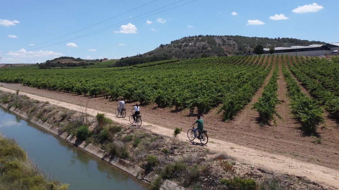 'De la cepa a la copa', vive la vendimia a pie de viña en Bodegas Cepa 21
