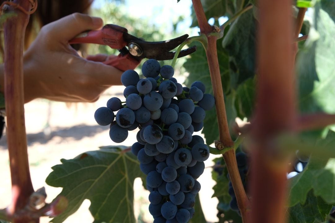 'De la cepa a la copa', vive la vendimia a pie de viña en Bodegas Cepa 21