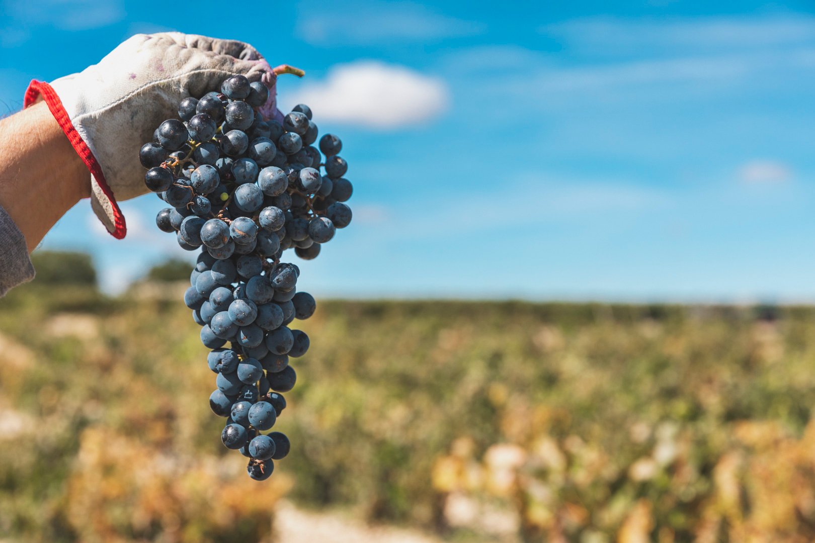 'De la cepa a la copa', vive la vendimia a pie de viña en Bodegas Cepa 21