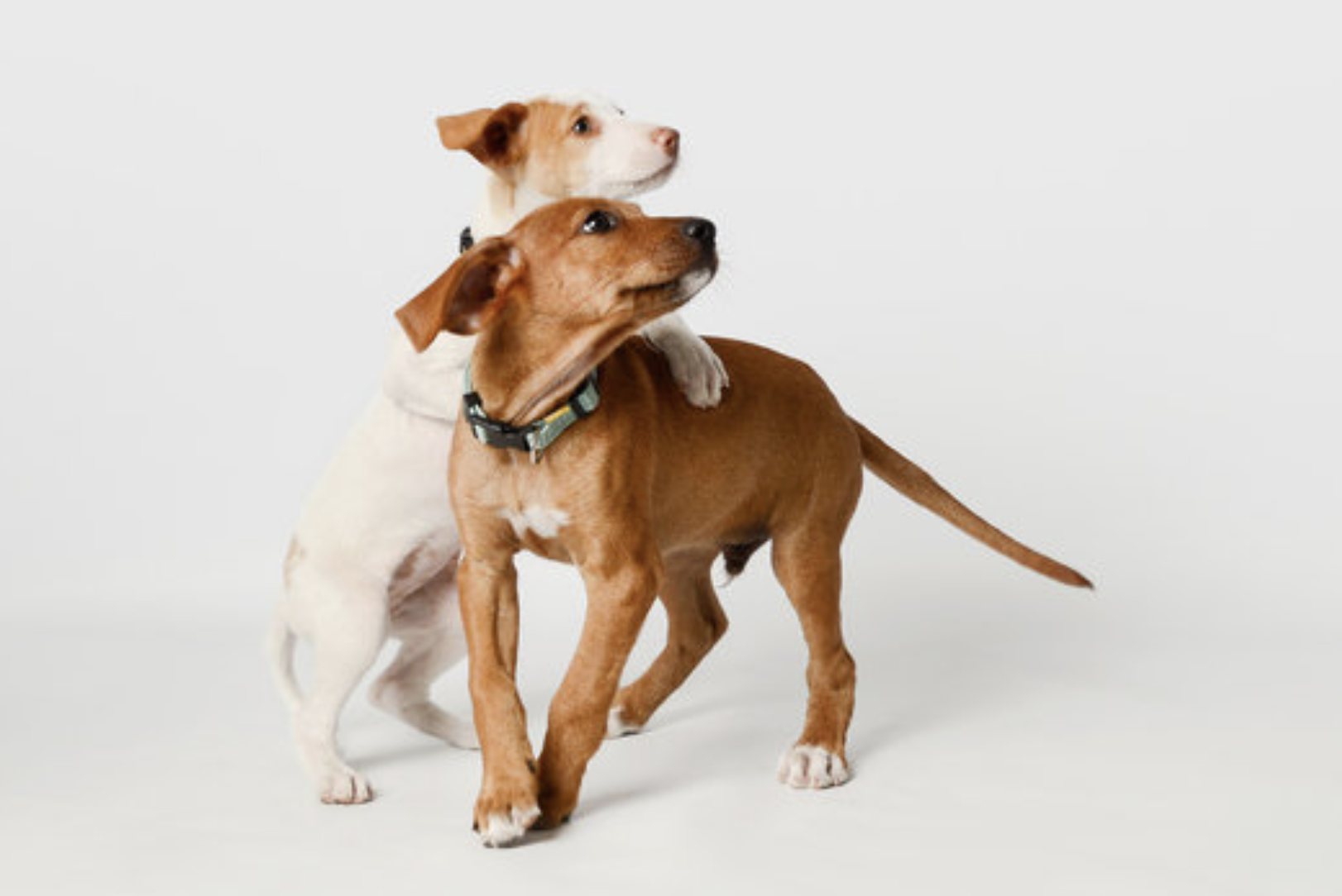 Algunas de las razas de perro más COOL