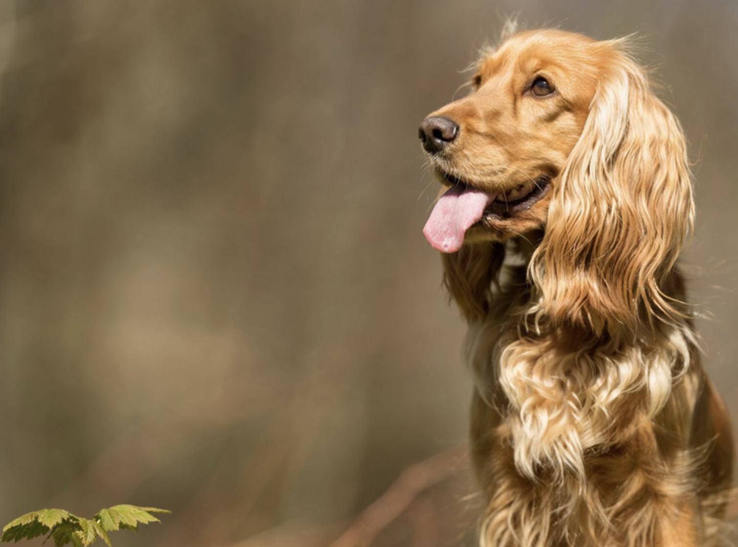 Algunas de las razas de perro más COOL