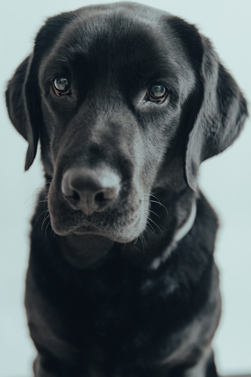 Las mejores razas de perros para tener con niños