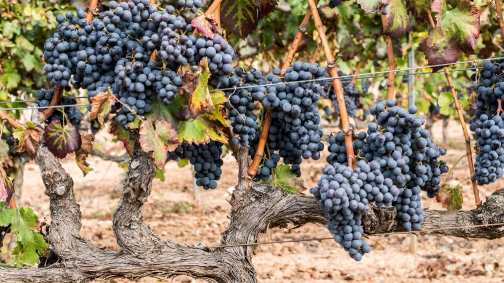 Vinos Priorat: la denominación de origen desconocida