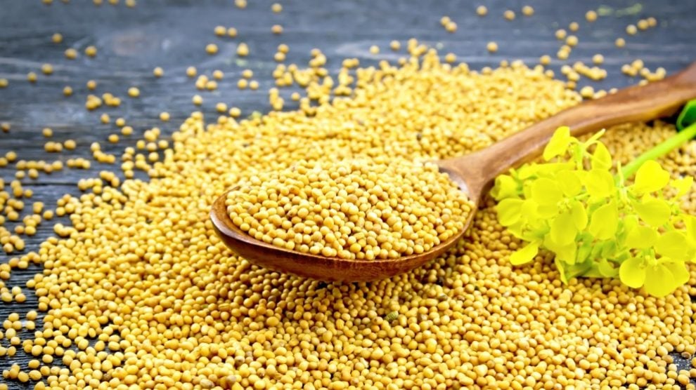 Receta de Salsa de mostaza casera