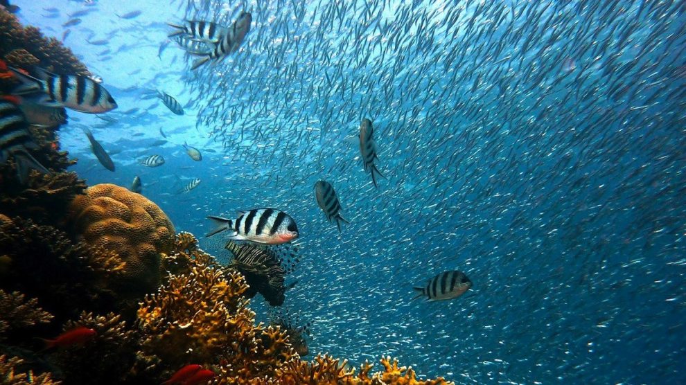Los peces duermen