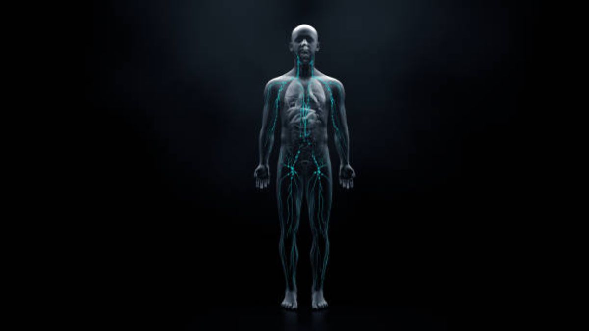 Todos los sistemas y aparatos del cuerpo humano: diferencias – La Neta Neta Todos los sistemas y aparatos del cuerpo humano: diferencias – La Neta Neta