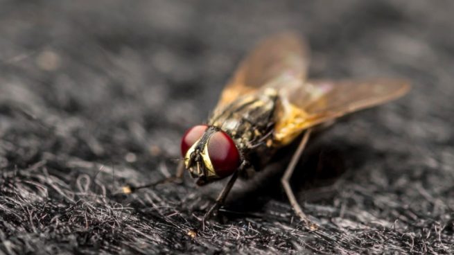 ¿Cuánto vive una mosca?