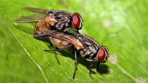 ¿Cuánto vive una mosca?