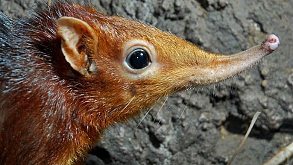 Descubre los 5 mamíferos más pequeños del mundo