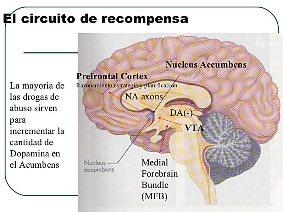 ¿Cómo funciona el sistema de recompensa del cerebro?