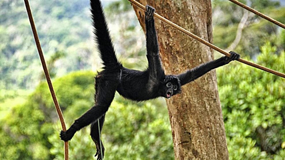 Amazonas: 5 animales que sólo existen