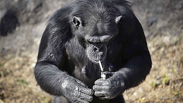 Animales inteligentes: Los 5 animales más inteligentes del mundo