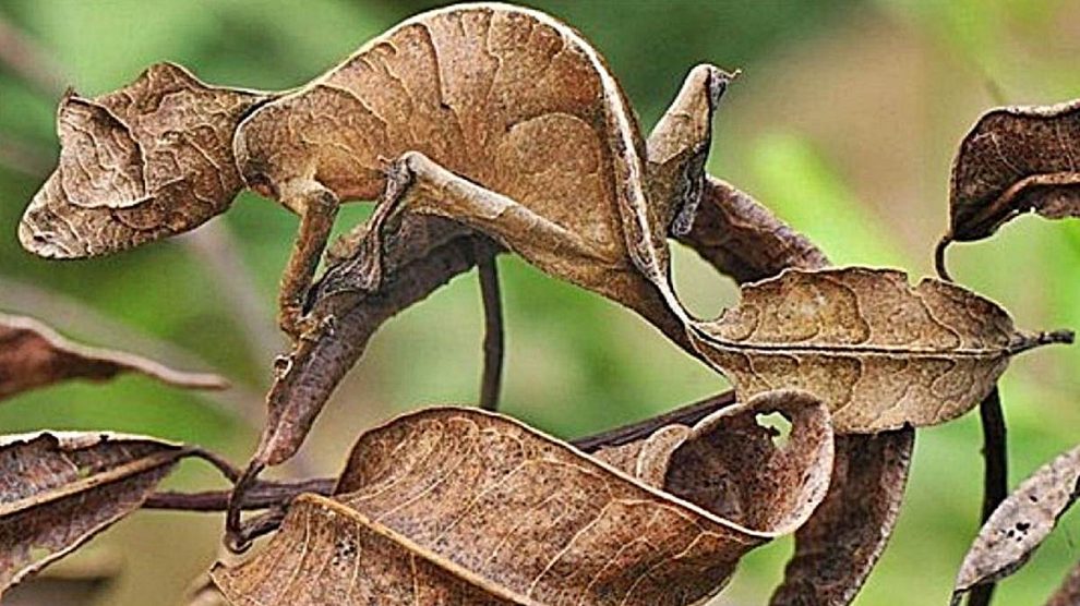 Camuflaje: Descubre los tipo de cripsis en los animales