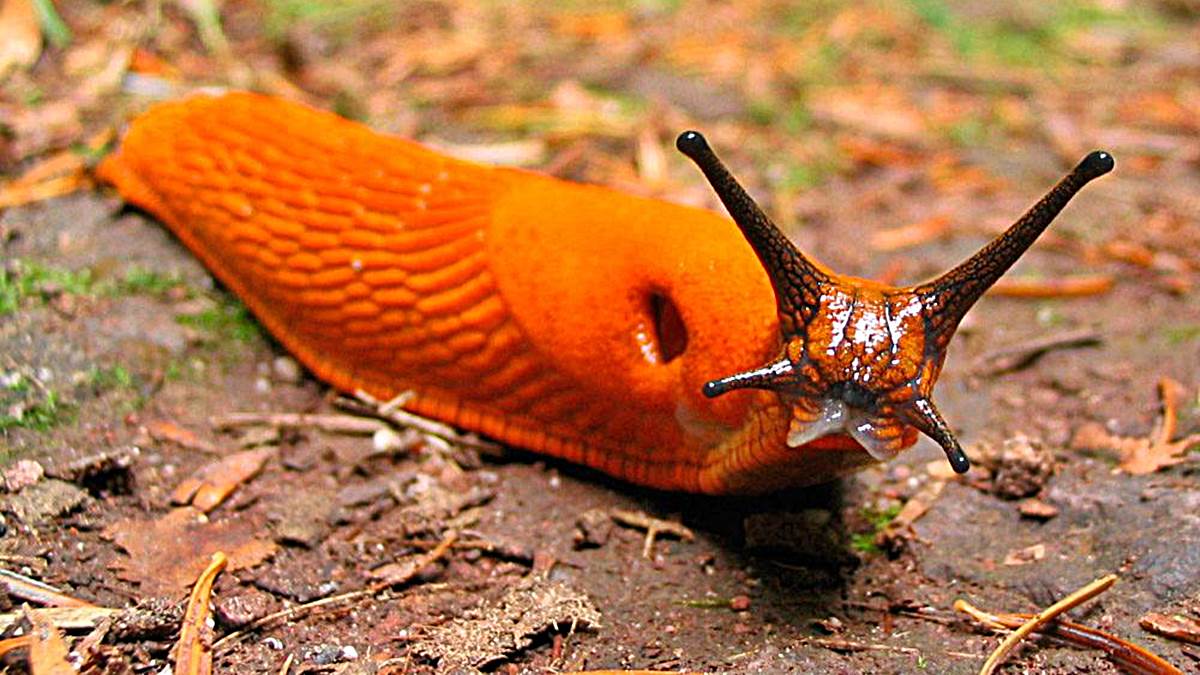 Descubre cuál es el animal más lento del mundo