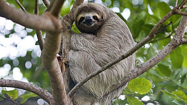 Descubre cuál es el animal más lento del mundo
