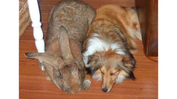 Conejos gigantes: Las cinco razas que te dejarán boquiabierto