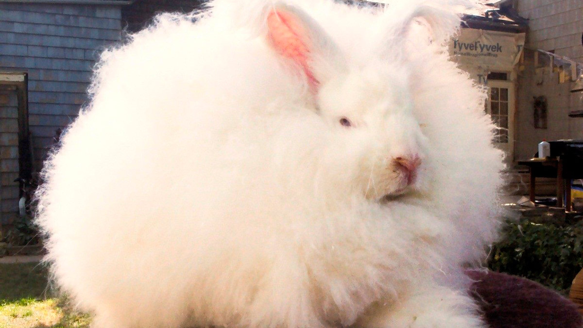 Conejos gigantes: Las cinco razas que te dejarán boquiabierto