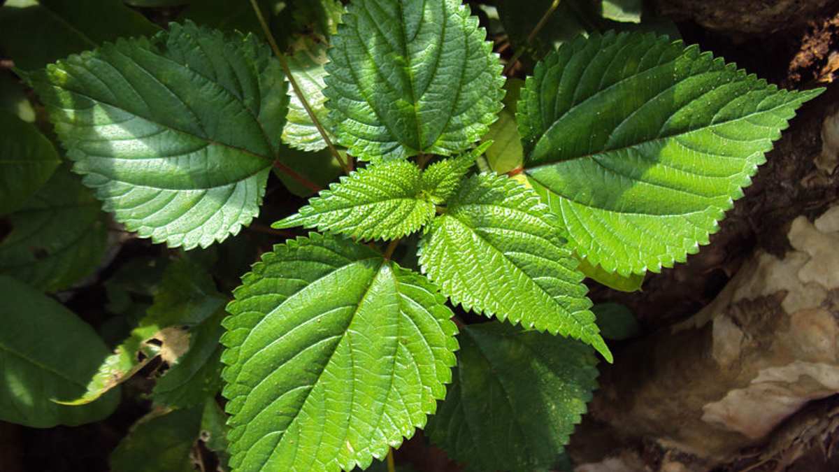 Cuáles son los beneficios para la salud del té de ortigas