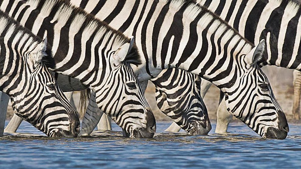 Curiosidades sobre las cebras: ¿Blancas con rayas negras o al revés?