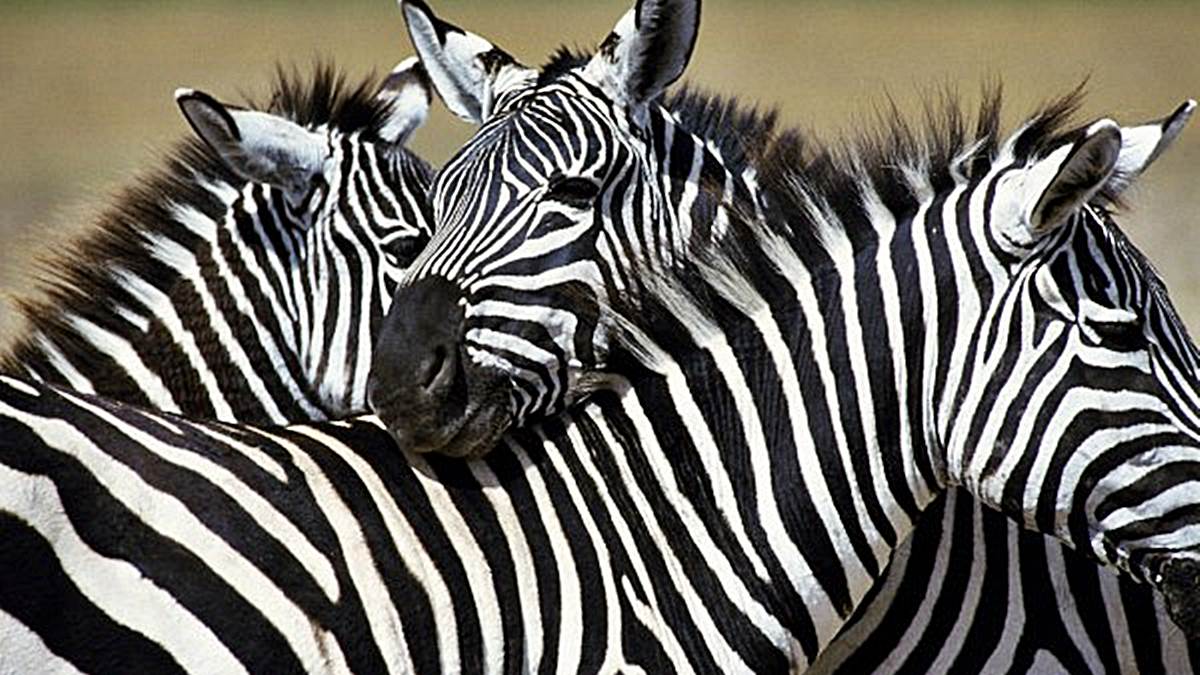 Curiosidades sobre las cebras: ¿Blancas con rayas negras o al revés?