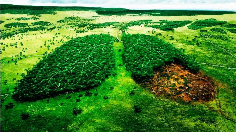 Los mejores consejos que debes saber sobre la selva tropical