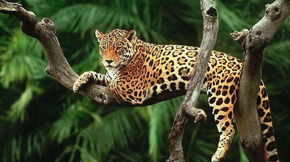 Los mejores consejos que debes saber sobre la selva tropical