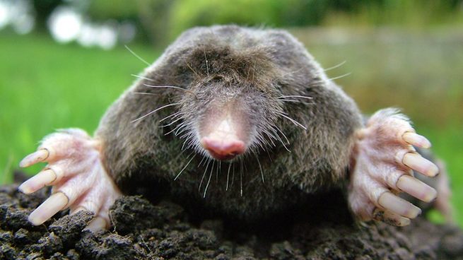 5 cosas que tienes que saber sobre los topos