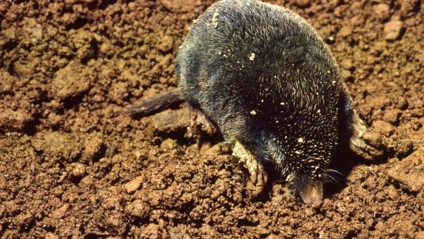 5 cosas que tienes que saber sobre los topos