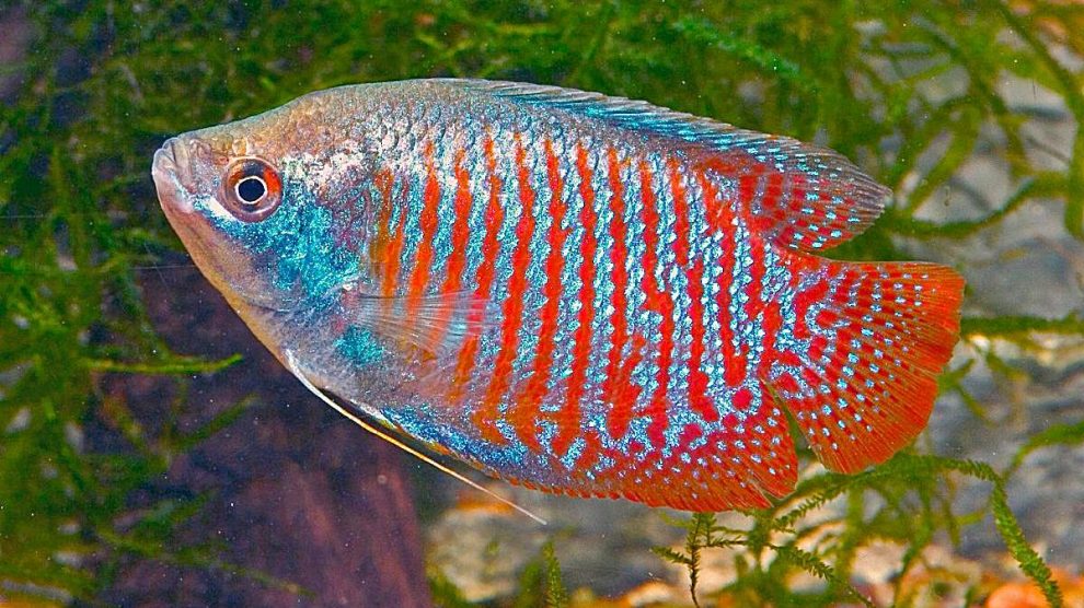 5 interesantes datos sobre el pez loro, un animal gracioso y muy curioso