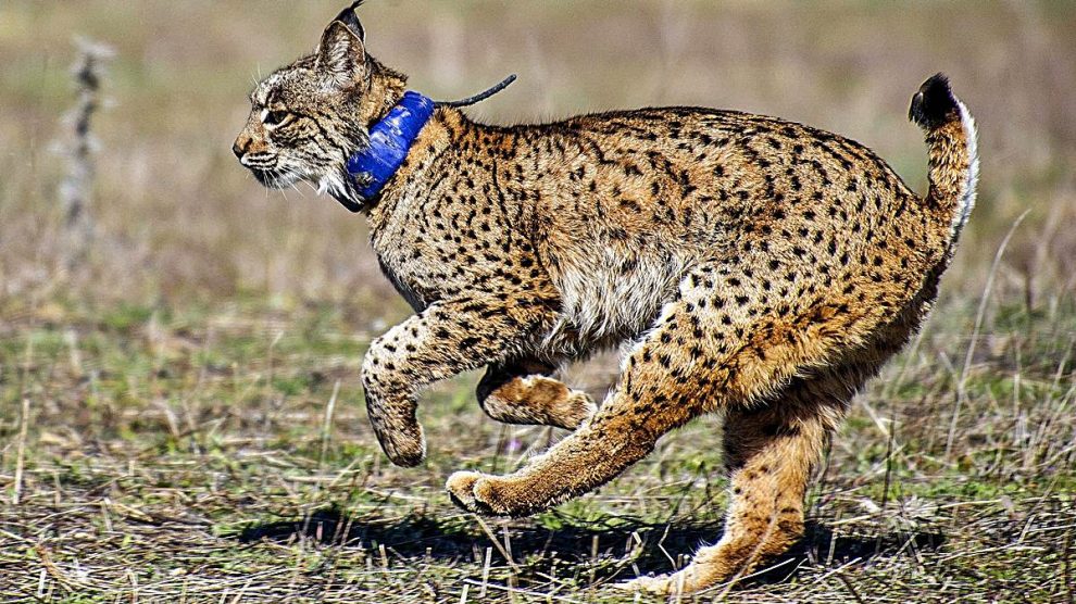 5 interesantes cosas que debes saber sobre el lince ibérico