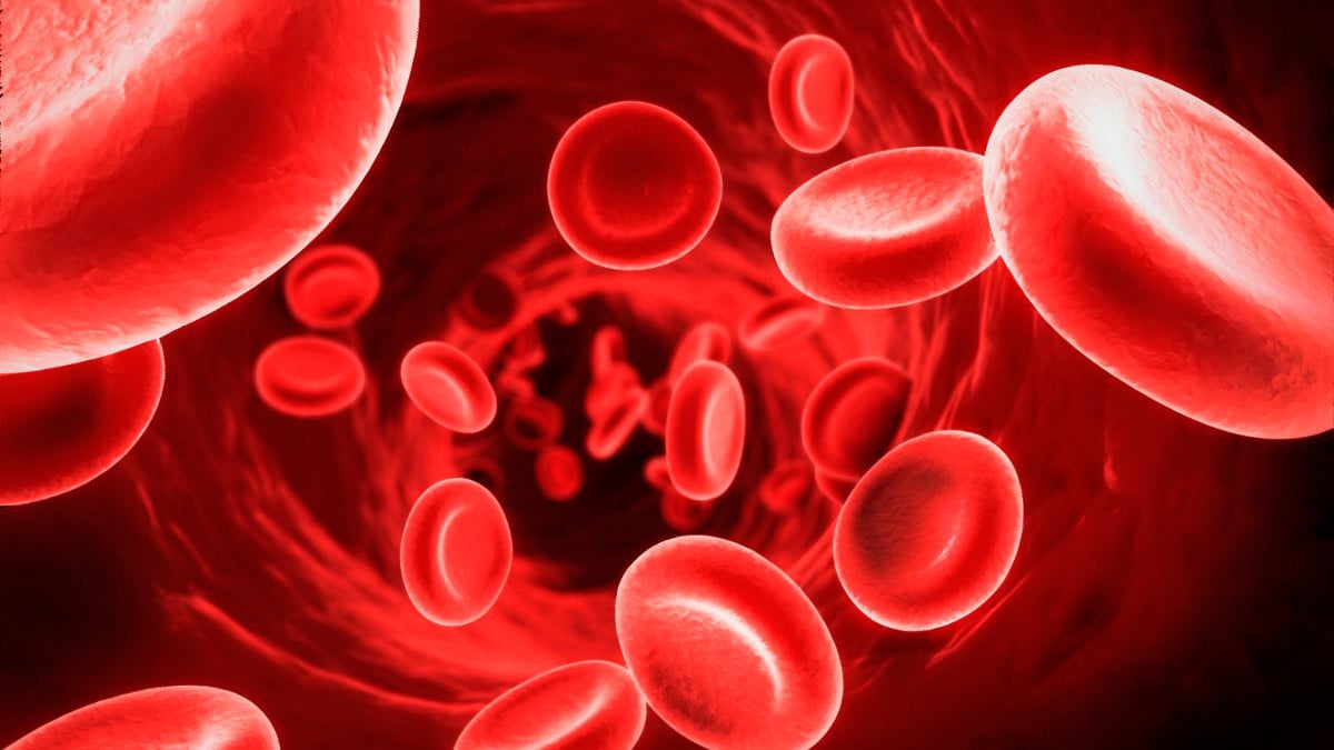 5 curiosidades sobre el sistema circulatorio que no conocías