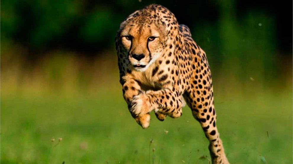 Los 5 datos que no conocías sobre los leopardos