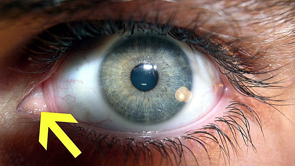 5 Partes Del Cuerpo Humano Que No Sirven Para Nada La Neta Neta