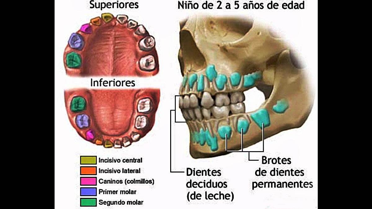 ¿Cómo funcionan los dientes?