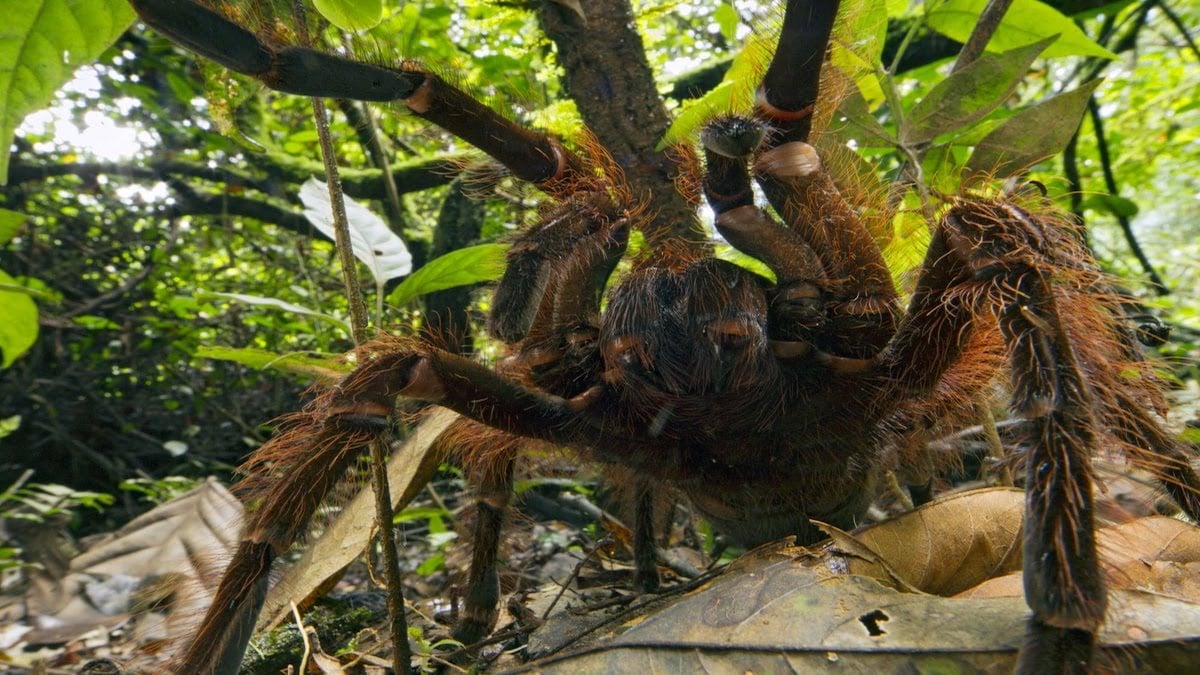 ¿Cuál es la tarántula más grande del mundo?