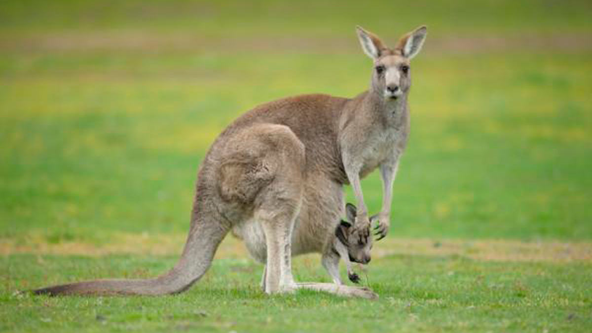 ¿Cuáles son las especies endémicas?